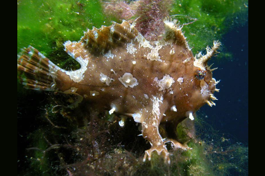 Frogfish, The Overlooked Camouflage Artist | Maduro Dive | Exclusive ...